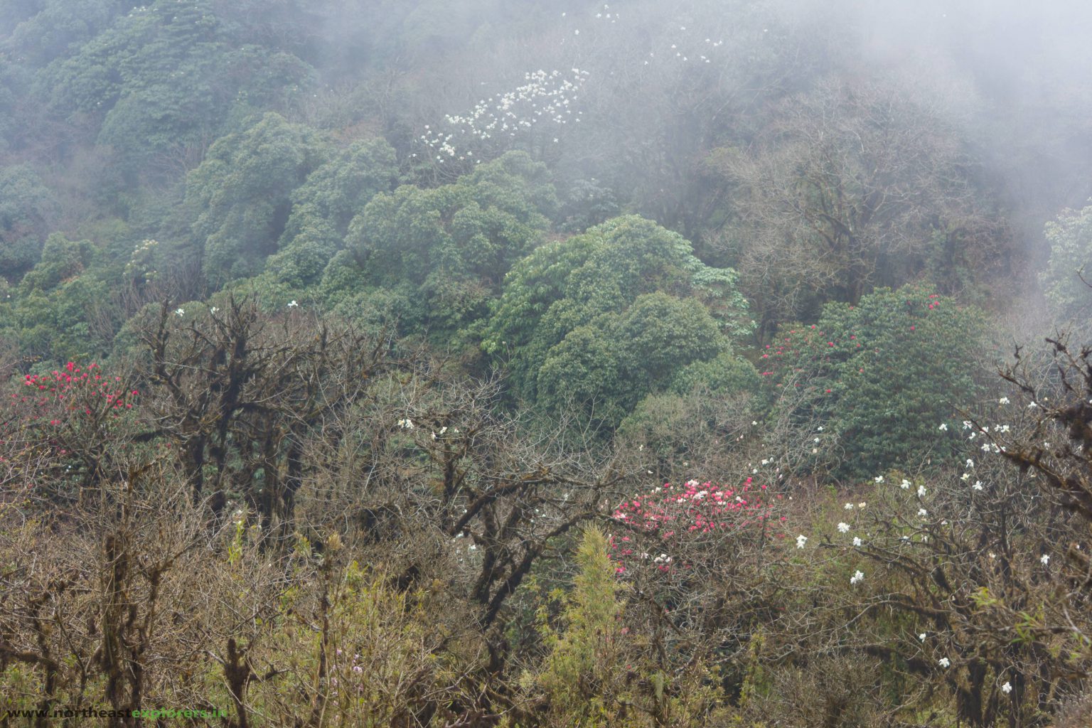 One Week Sikkim Tour Plan (7 Days) - Sikkim Tourism