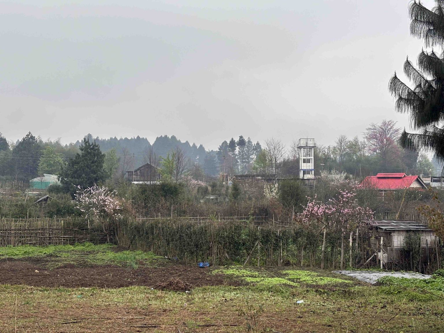 Myoko Festival Tour 2026 : Ziro Valley - North East Explorers